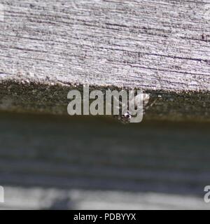 Zebra Jumping Spider (Salticus scenics) on a Sunny Fence. Dawlish ...