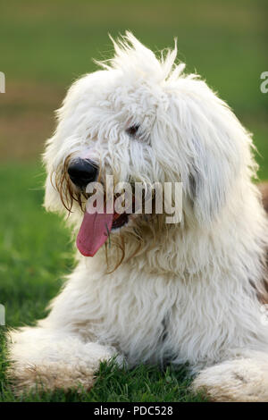 Old English Sheepdog close-up frontal portrait with long white fringe ...