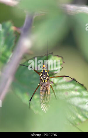 Small colorful mosquito. Northern portuguese meadows. Early autumn ...