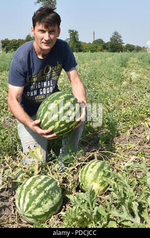09 August 2018, Germany, Velten: Attila Pustti sells his harvested ...