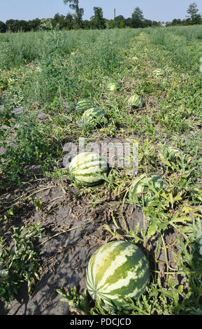 09 August 2018, Germany, Velten: Attila Pustti sells his harvested ...