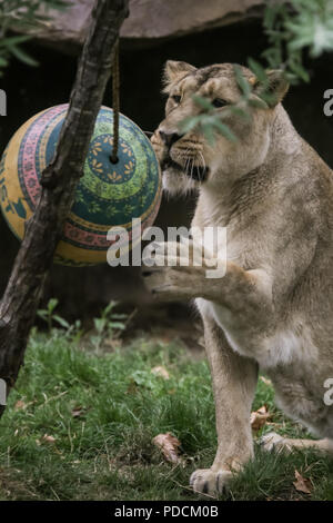 London UK. 9th August 2018. Pedestrian crossing covered in water from ...