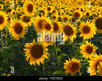 Bright yellow Sunflowers in evening light at Wigginton, Nr Tring ...
