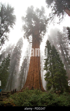 Huge Sequoia Trees during rain and fogIn Sequoia National Park ...