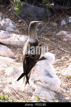 Young Blue-footed Booby, Galapagos Island, Ecuador, South America Stock ...