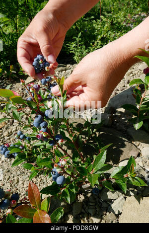 Hand picking fresh blueberries Stock Photo - Alamy