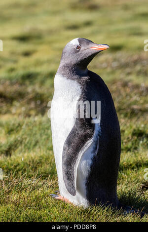 Gentoo rookery on the South Georgia Islands Stock Photo - Alamy