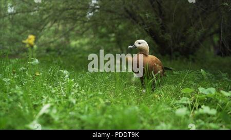 Targets for a shooting range with bulls-eye's are lined up in a row ...