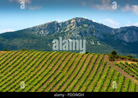Vineyard near Maury village, Pyrénées-Orientales, Occitanie, France ...