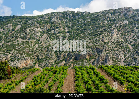 Vineyard near Maury village, Pyrénées-Orientales, Occitanie, France ...