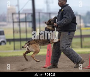 A U.S. Army soldier wears a decoy suit during a military working dog ...