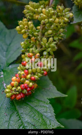 Wildflowers and Foliage at King's River, AK Stock Photo - Alamy
