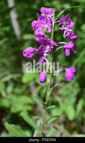 Wildflowers and Foliage at King's River, AK Stock Photo - Alamy