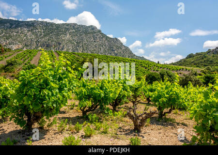 France, Pyrenees Orientales, Maury, the vineyard Stock Photo - Alamy