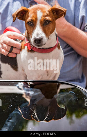 Portrait of a Tri-color Jack Russel Terrier sitting and looking at the ...