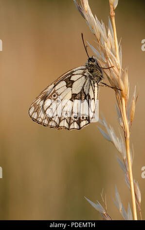 Marbled White; Melanargia galathea Cornwall; UK Stock Photo - Alamy
