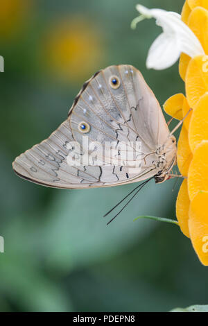 Shaded-blue leafwing (Prepona laertes) butterfly with its wings spread ...