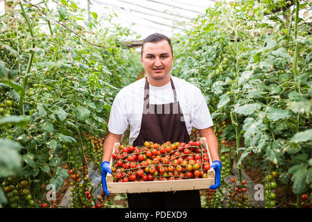 Young man farm worker, collects cherry tomatoes harvest in boxes in the ...