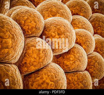 Body fat texture, fat mass, Background of human body fat. Excess fat ...