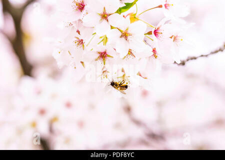 Honigbiene bem Nektar und Pollen Sammeln Stock Photo - Alamy