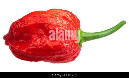 Dorset Naga or Naga Morich pepper (Capsicum chinense x C. frutescens ...