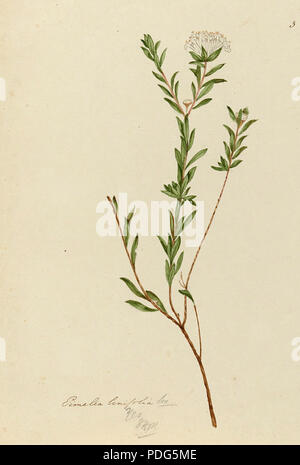 White flowers of Australian native Slender Rice Flower, Pimelea ...