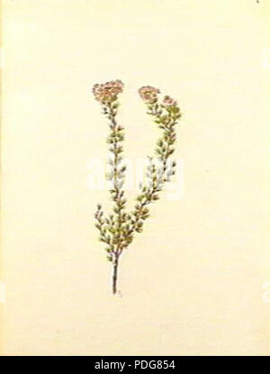Verticordia brownii is an Australian native flowering plant known for ...