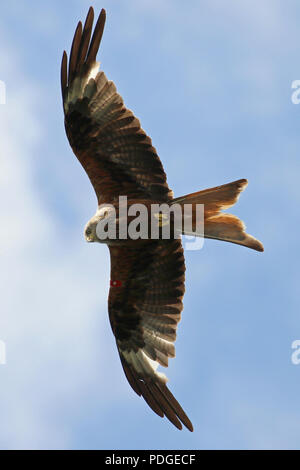 Red Kite in flight at Harewood Estate, Leeds Stock Photo - Alamy
