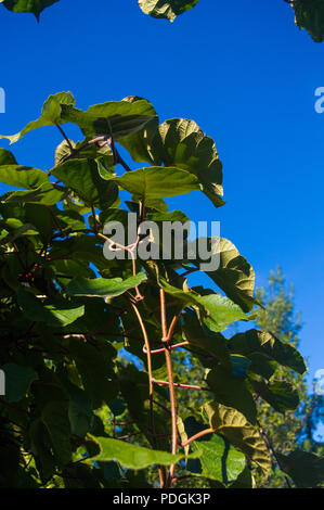 Green bright rough kiwi leaves on the vine, close up Stock Photo - Alamy