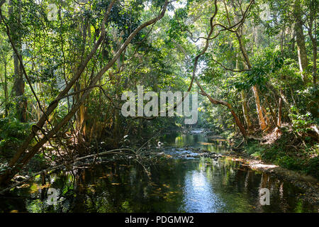 A stream in the Daintree Rainforest , Far North Queensland, Australia ...