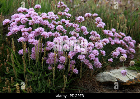 Sea pink flower, also known as thrift (Armeria maritima) on clifftop ...