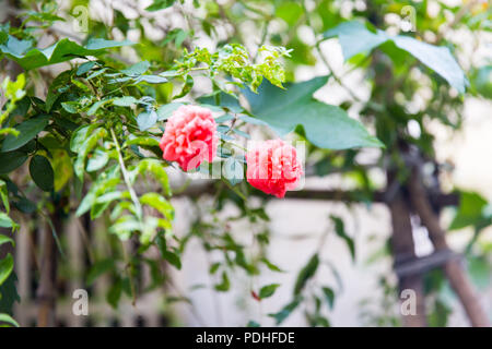 Rugao, Rugao, China. 10th Aug, 2018. Rugao, CHINA-The giant bronze ...