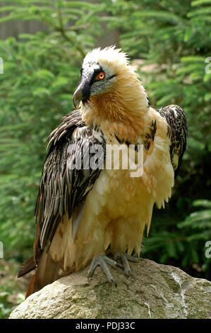 Gypaète barbu - Lammergeyer - Gypaetus barbatus Stock Photo - Alamy