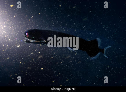 Black Dragonfish (Malacosteus niger Stock Photo - Alamy