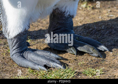 Foot of King penguin Aptenodytes patagonicus Birdland Bourton on the ...
