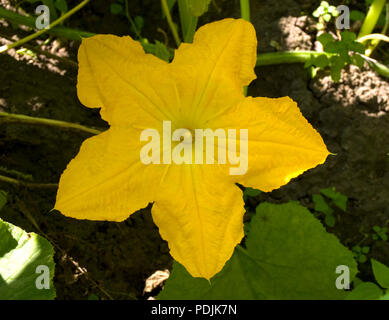 Pumpkin flower on a vegetable patch Stock Photo - Alamy