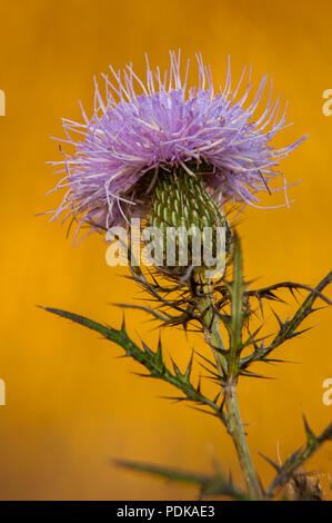 Yellow thistles in the fall Stock Photo - Alamy