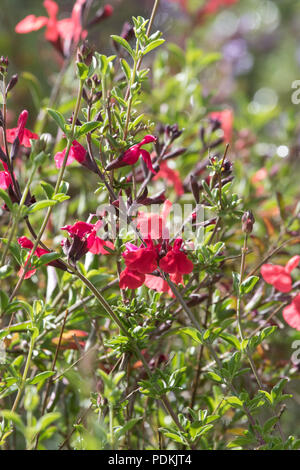 Autumn Sage "Salvia greggii" growing wild in Southern California USA ...