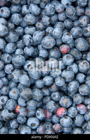 U-pick blueberries, Marion County, Oregon Stock Photo - Alamy