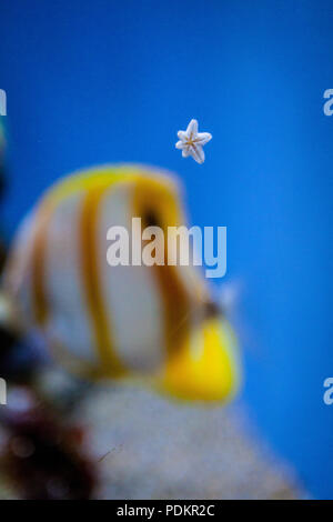 Starfish sticking on a window of an aquarium Stock Photo - Alamy