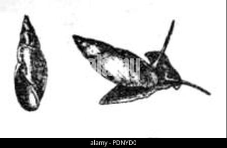 Aplexa hypnorum from Adams 1858 Stock Photo - Alamy