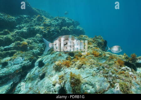 Zebra sea bream (Diplodus cervinus) in Mediterranean Sea Stock Photo ...