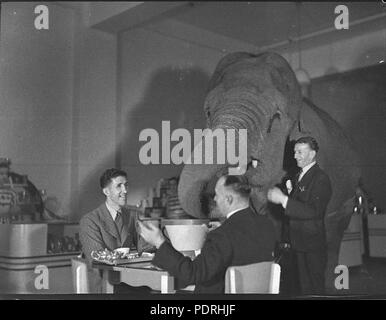23310 Elephants tea party Stock Photo - Alamy