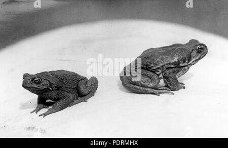 Meringa Sugar Experiment Station, North Queensland, c 1935. The ...
