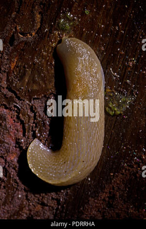 Tree Slug - Limax marginatus Stock Photo - Alamy
