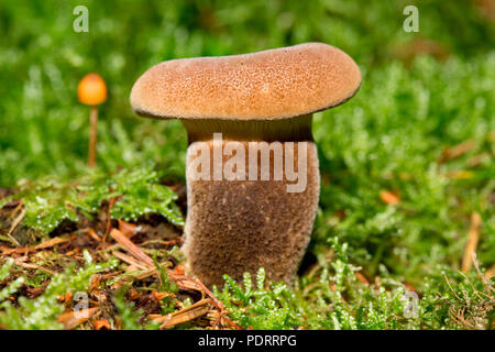 Velvet rim roll mushrooms, Tapinella atrotomentosa, growing on a the ...