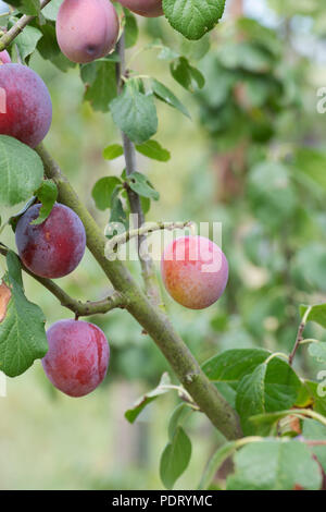 Prunus domestica. Plum ‘Avalon’ on the tree. UK Stock Photo - Alamy