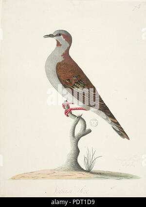 Brush Bronzewing Pigeon (Phaps elegans Stock Photo - Alamy