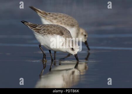 Two sanderling in non-breeding plumage flying Stock Photo - Alamy