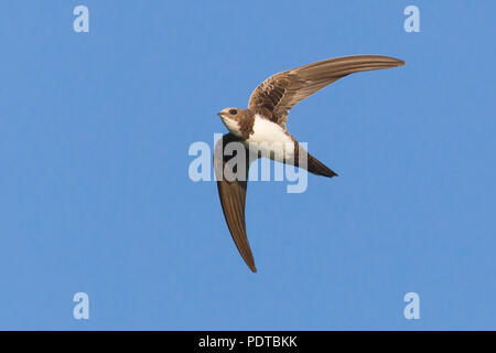 Alpine Swift flying across a blue sky Stock Photo - Alamy
